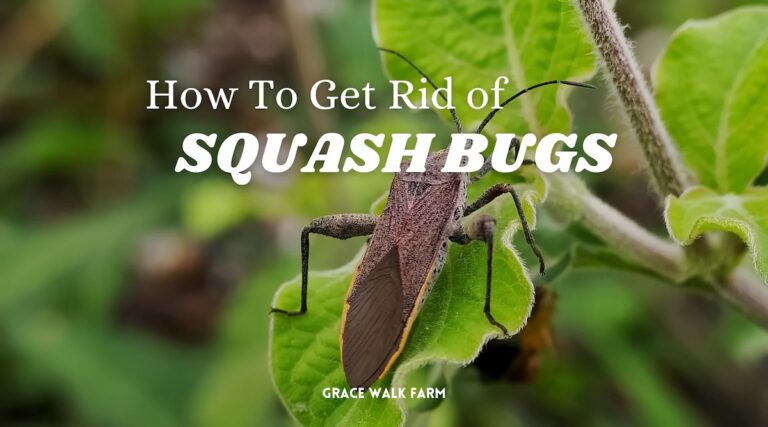 How to Get Rid of Squash Bugs - Grace Walk Farm