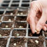 Ultimate Guide to Seed Starting with Grow Lights: Setup, Tips ...